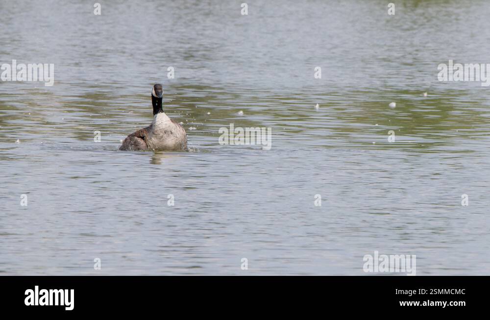 Recovery balance Stock Videos & Footage - HD and 4K Video Clips - Alamy