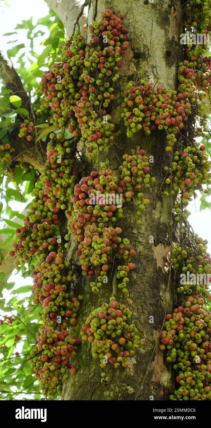 Red river gular Stock Videos & Footage - HD and 4K Video Clips - Alamy