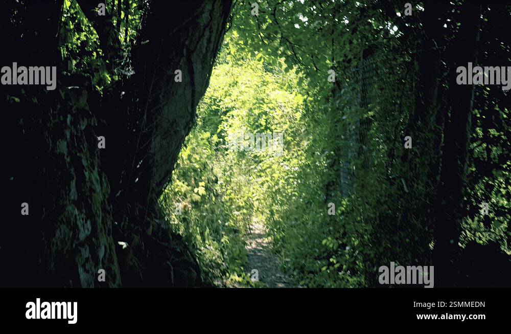 Secret forest path Stock Videos & Footage - HD and 4K Video Clips - Alamy