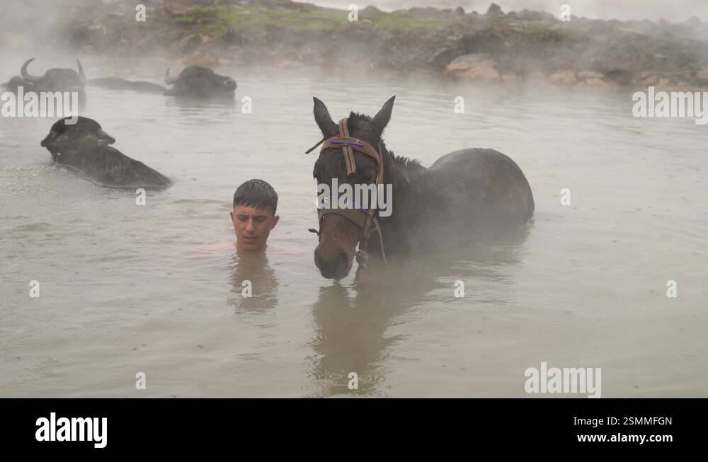 Steam horse hot Stock Videos & Footage - HD and 4K Video Clips - Alamy