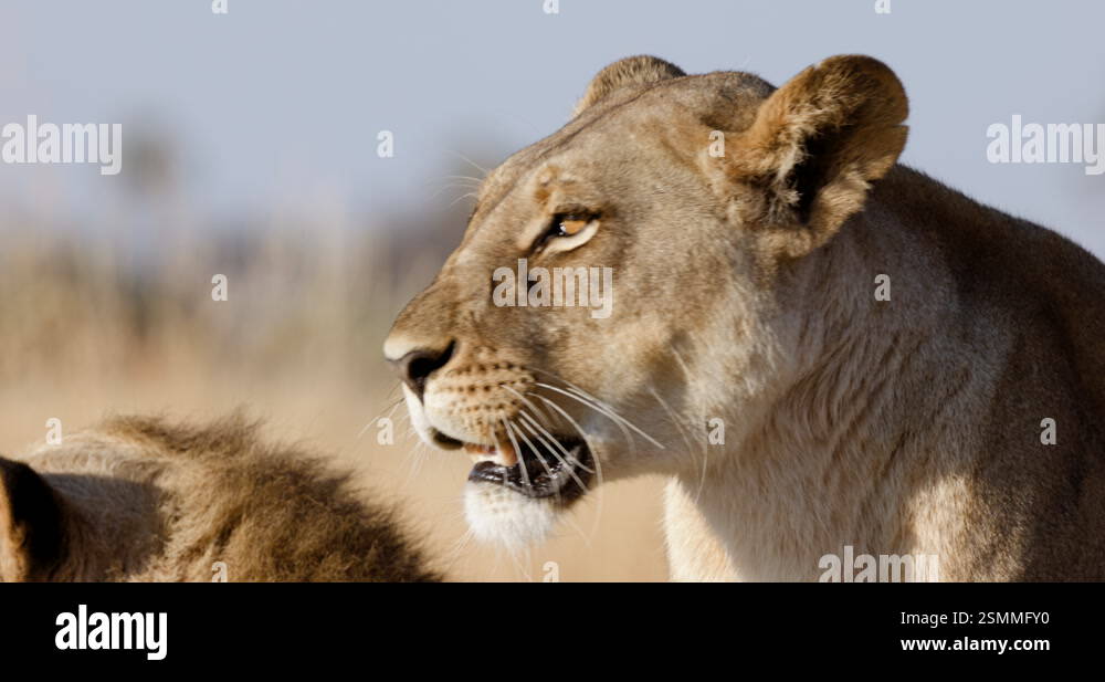 Baring teeth Stock Videos & Footage - HD and 4K Video Clips - Alamy