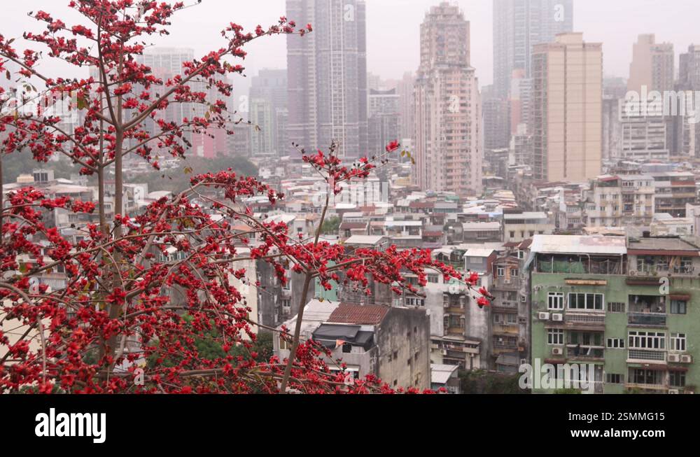 Macau skyline buildings and neighborhoods covered in thick smog due to ...