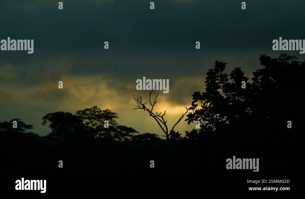 Jungle shadow Stock Videos & Footage - HD and 4K Video Clips - Alamy