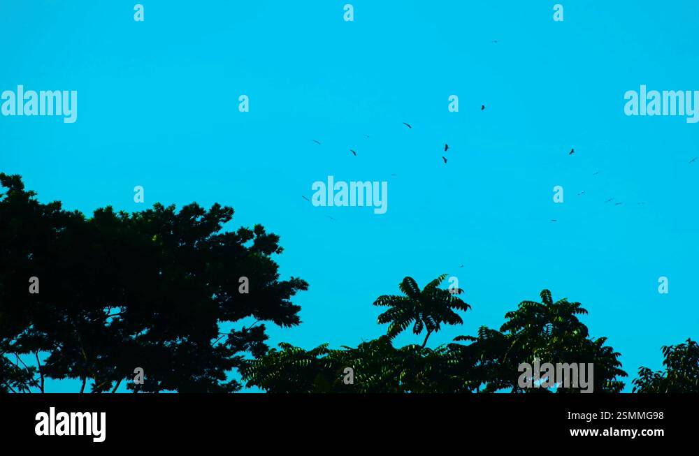 Eagles in the clear sky, palm tree shadow, mighty eagle bird fly in ...