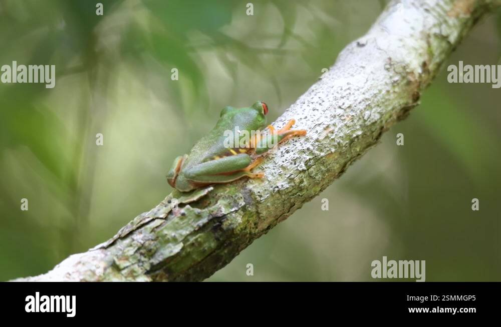 Meet the striking tree frog with orange feet and intense red eyes Stock ...