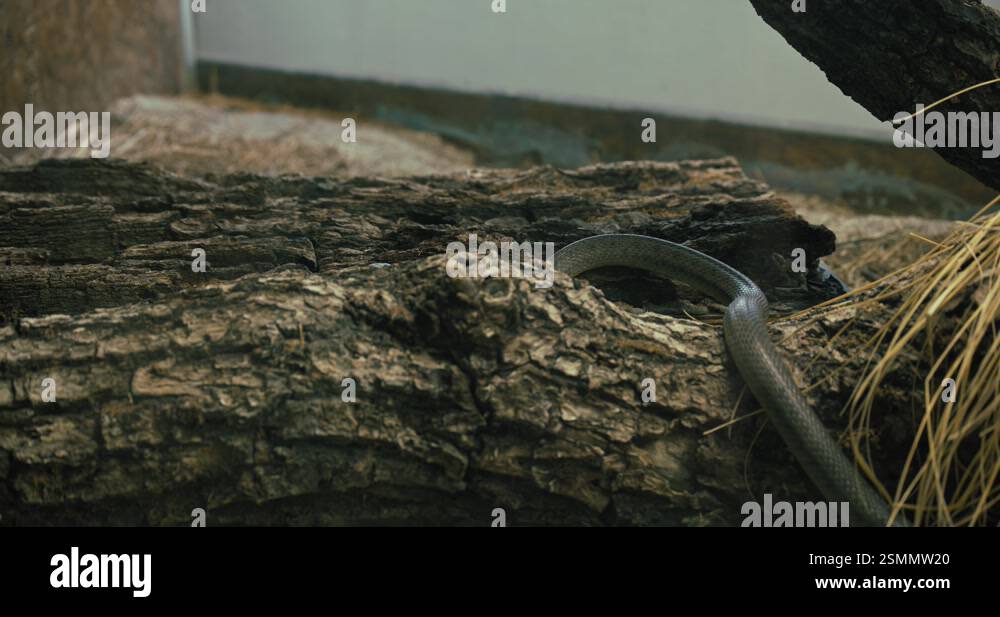 Slender snake Stock Videos & Footage - HD and 4K Video Clips - Alamy