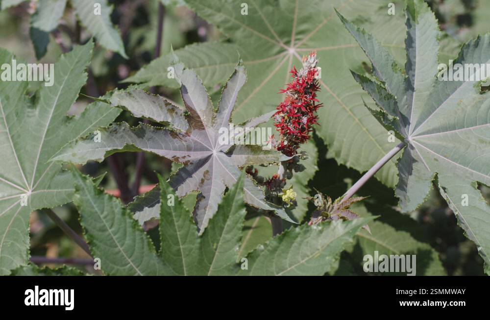 Castor oil plant leaves Stock Videos & Footage - HD and 4K Video Clips ...