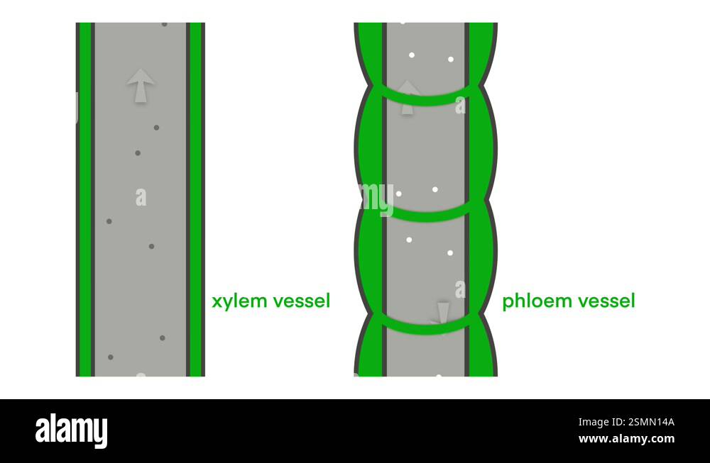 animation of biology, Xylem vessel and Phloem vessel, Transport in ...