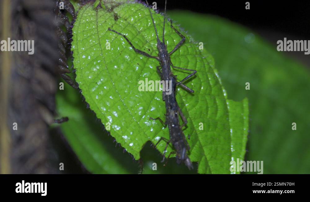 Female stick insect on leaves on nature background. Walking stick ...