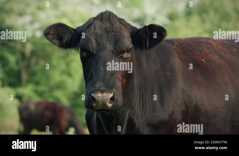 Angus animal Stock Videos & Footage - HD and 4K Video Clips - Alamy