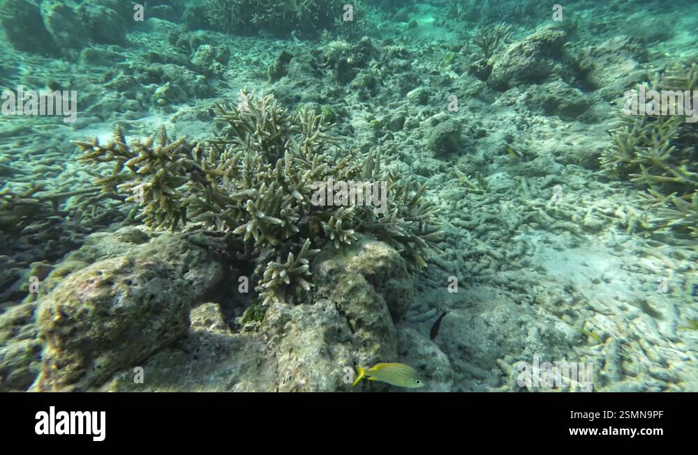 Coral Reef, life below surface from sandy botom to Split View ...