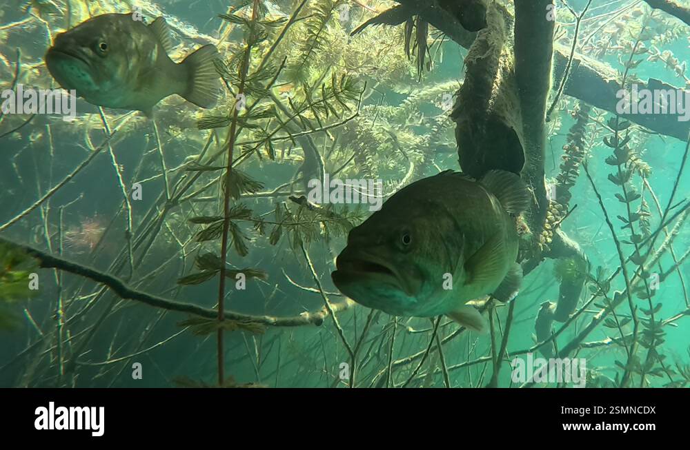 Two black bass fish swim among the branches of a submerged tree Stock ...