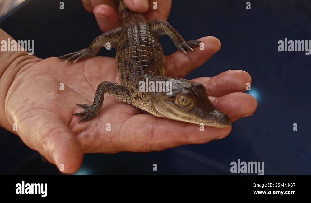 Crocodile hatchling Stock Videos & Footage - HD and 4K Video Clips - Alamy