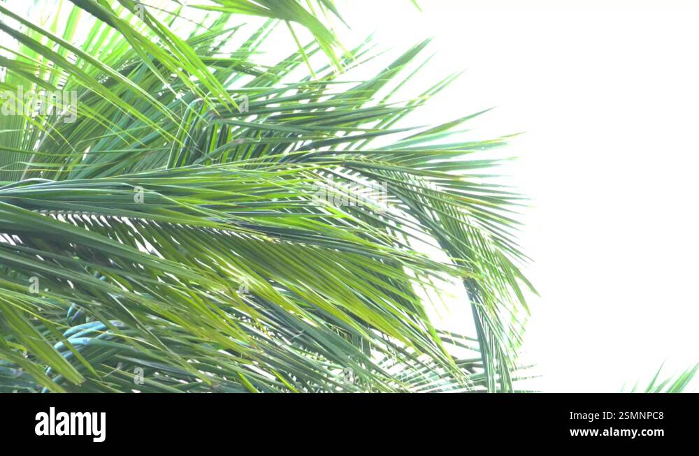 Tropical palm texture Stock Videos & Footage - HD and 4K Video Clips ...