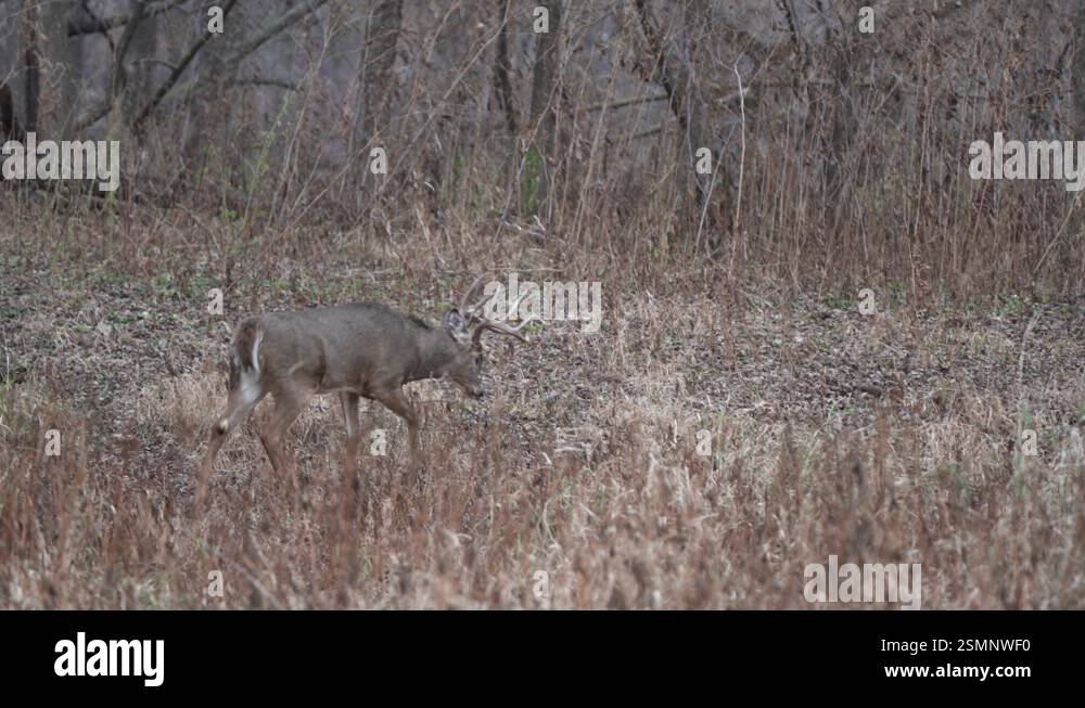 Buck with impressive Stock Videos & Footage - HD and 4K Video Clips - Alamy