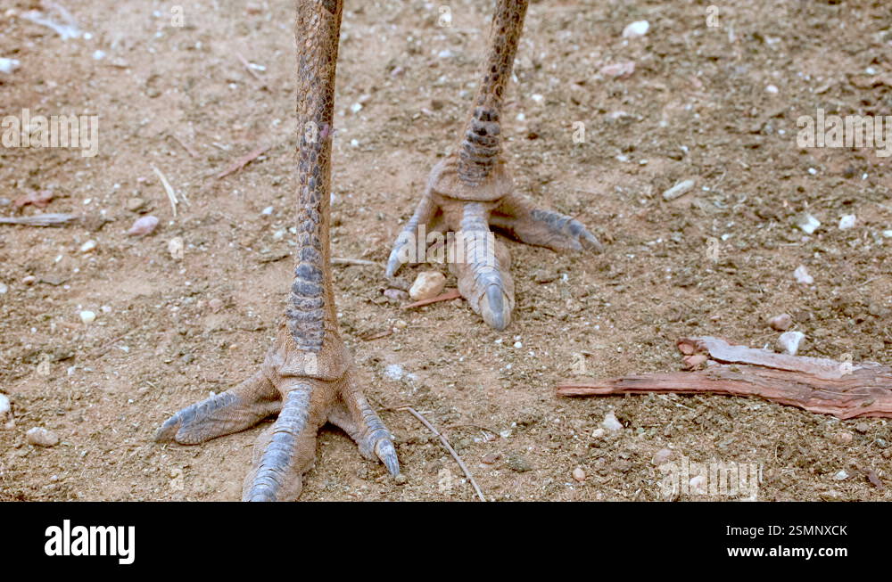 Emu like bird Stock Videos & Footage - HD and 4K Video Clips - Alamy