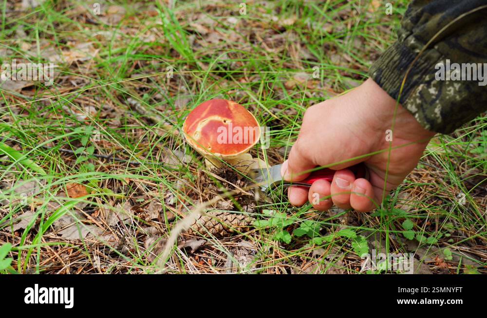 A mushroom picker cuts an edible mushroom with a knife Stock Video ...