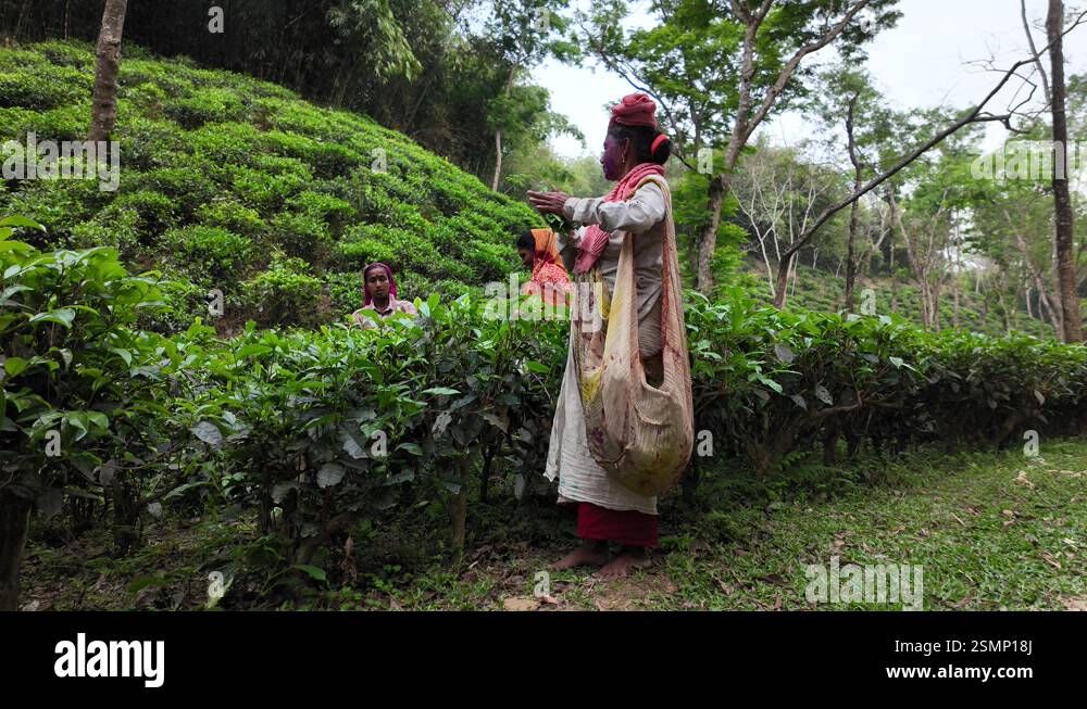 Women picking tea leaves in a tea plantation, Sylhet, Kamalganj, Bangladesh Stock Video Footage ...