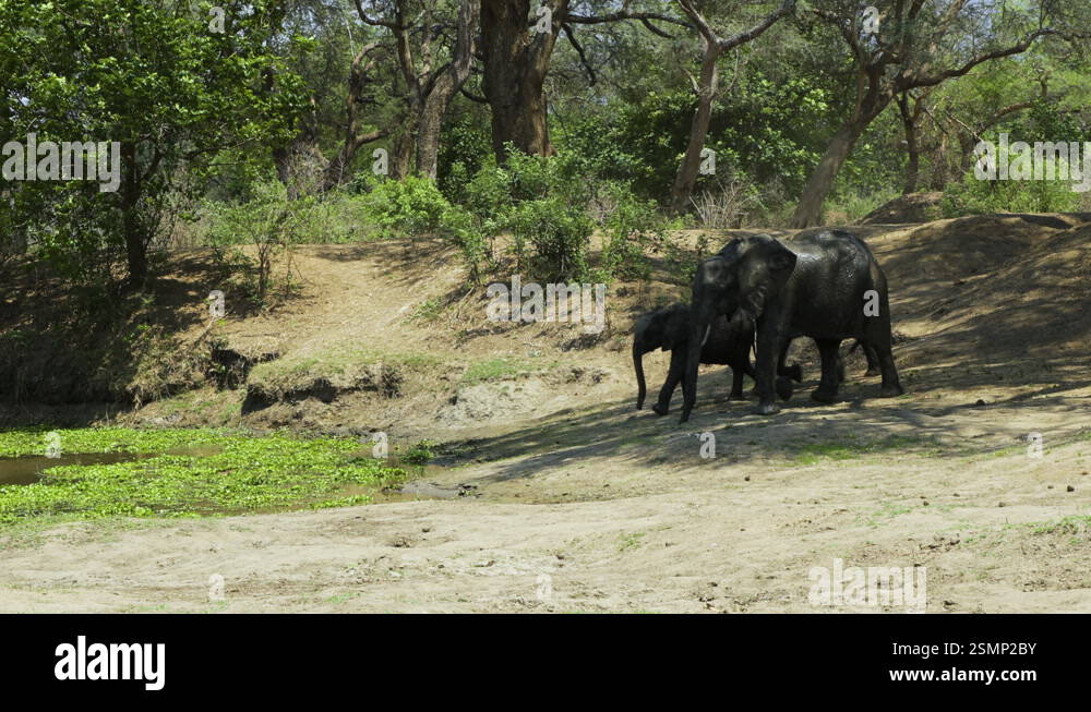 Three African elephants approaching a pond partially covered with ...