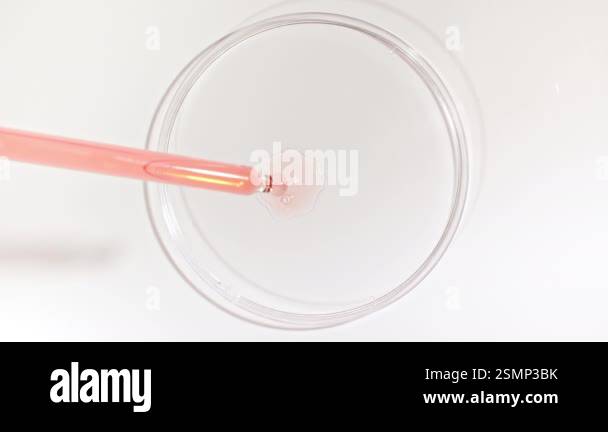 Transparent Red Fluid Oil from a from Pipettes Dripping into Petri ...