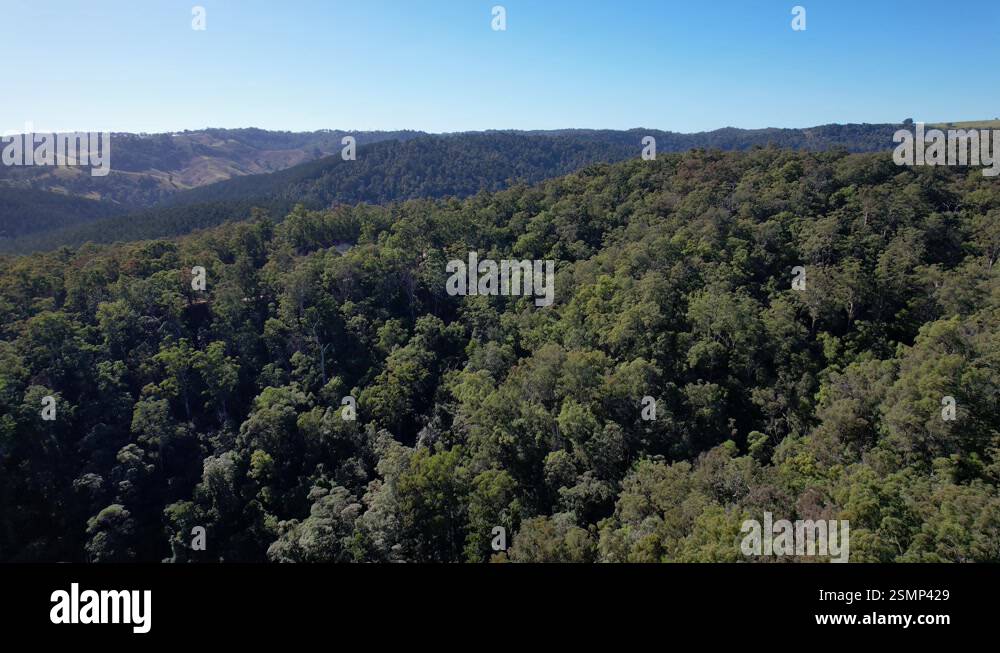 Woodlands And Eucalypt Forests In D'Aguilar National Park In Queensland ...