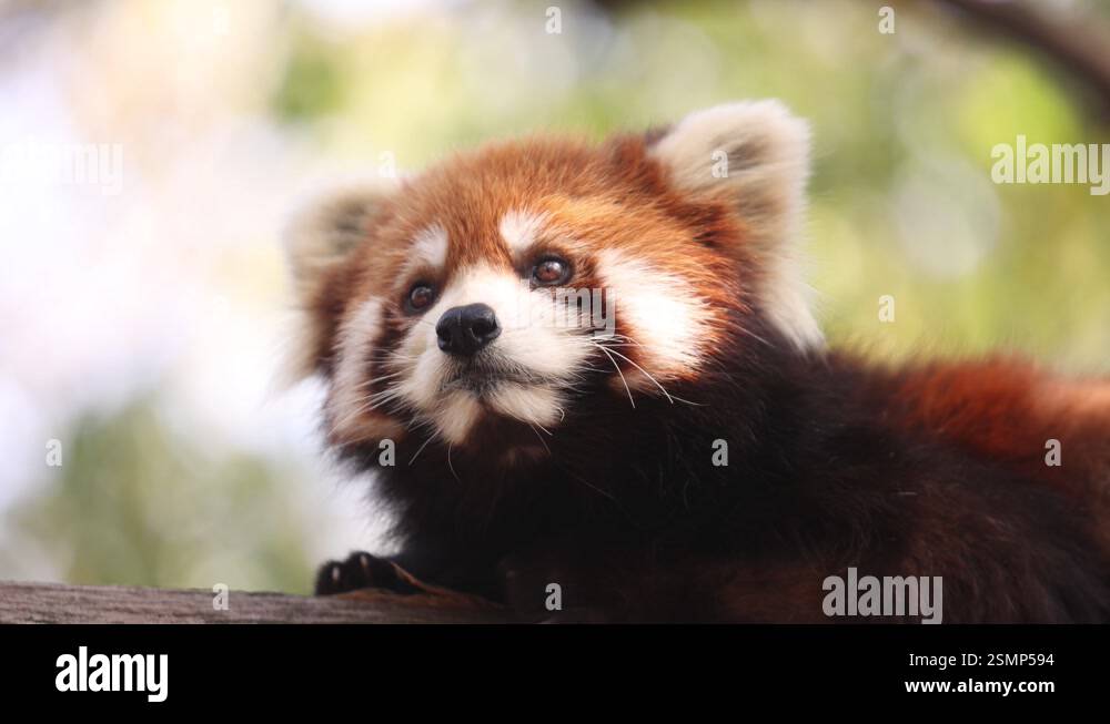 Portrait red panda ailurus fulgens Stock Videos & Footage - HD and 4K Video Clips - Alamy