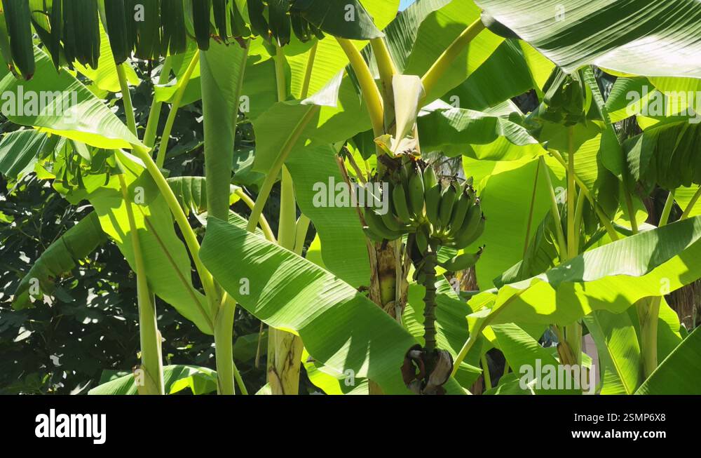 Banana tree, cultivated plant of the genus Banana Musa. Banana ...