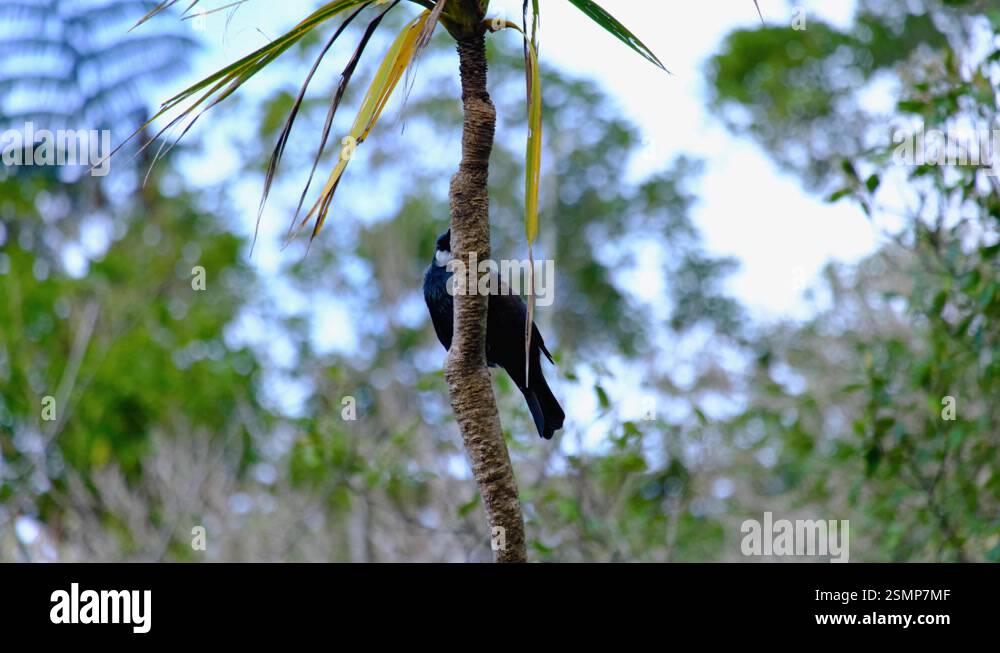 Tui endemic passerine bird of New Zealand in Wellington botanic garden ...