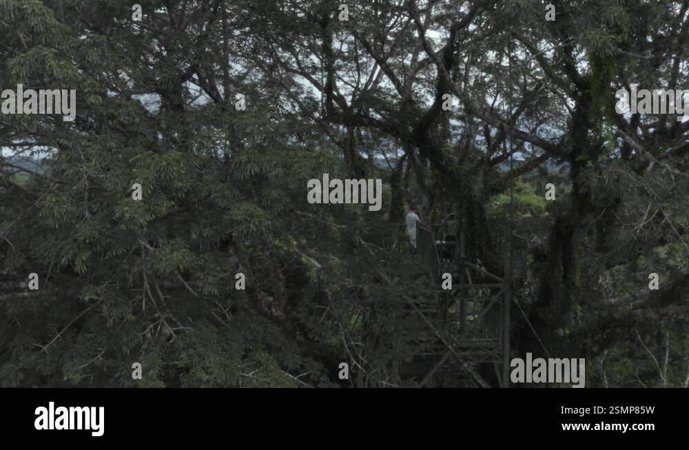 Filming tourist on top of an observation tower in the amazon rainforest ...