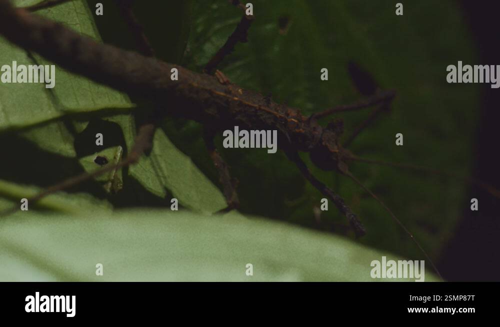 Jungle insects Stock Videos & Footage - HD and 4K Video Clips - Alamy