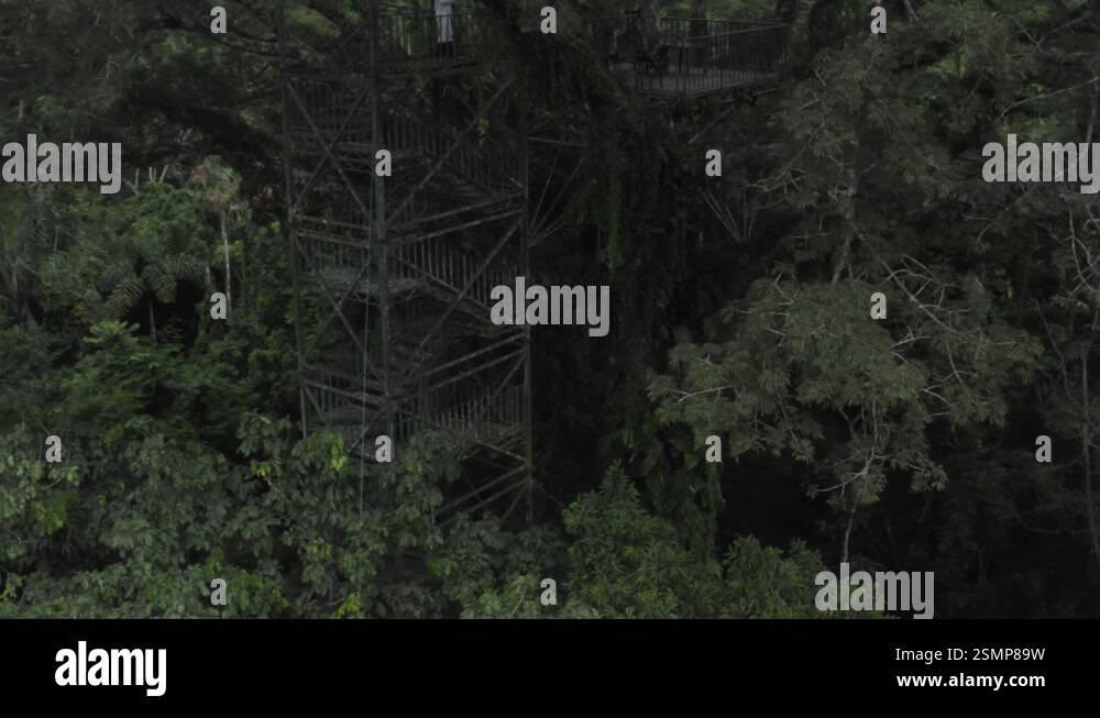Using a drone to showcase a high canopy tower in the amazon rainforest ...
