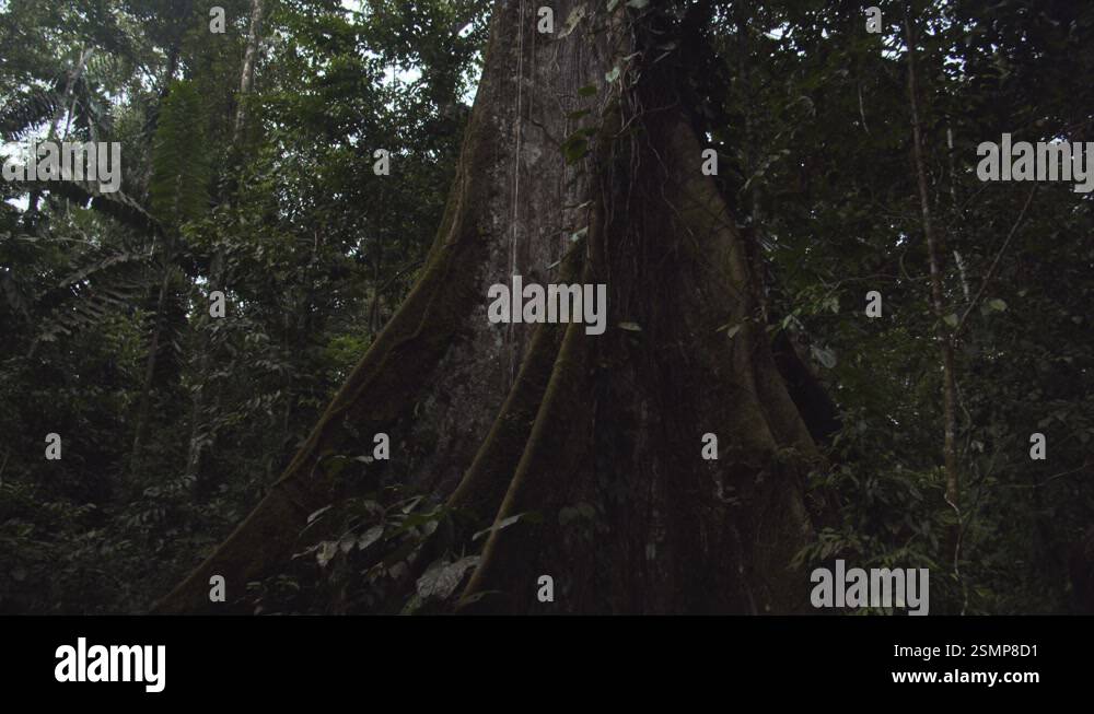 Tilt up a huge and high tree to see an observation platform at the very ...