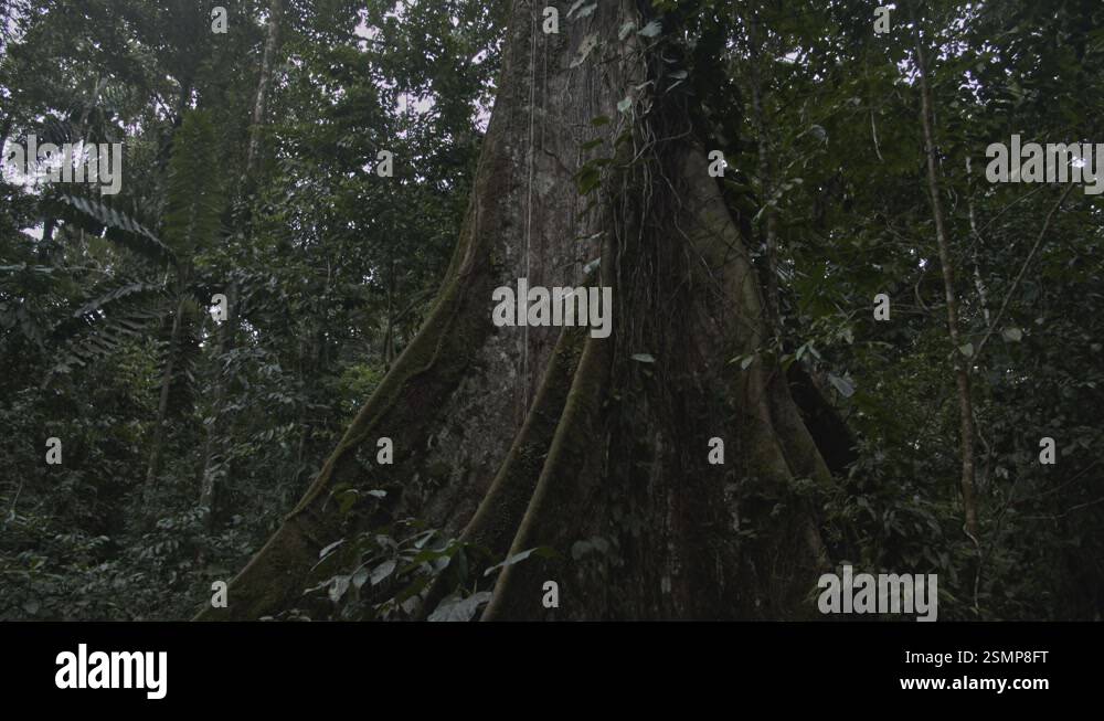 A super high tree in the amazon rainforest with an observation platform ...