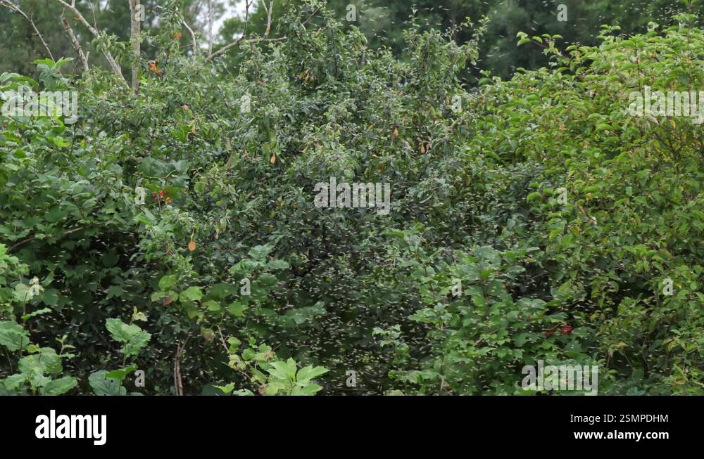 A static shot captures a swarm of small flies buzzing over dense green ...