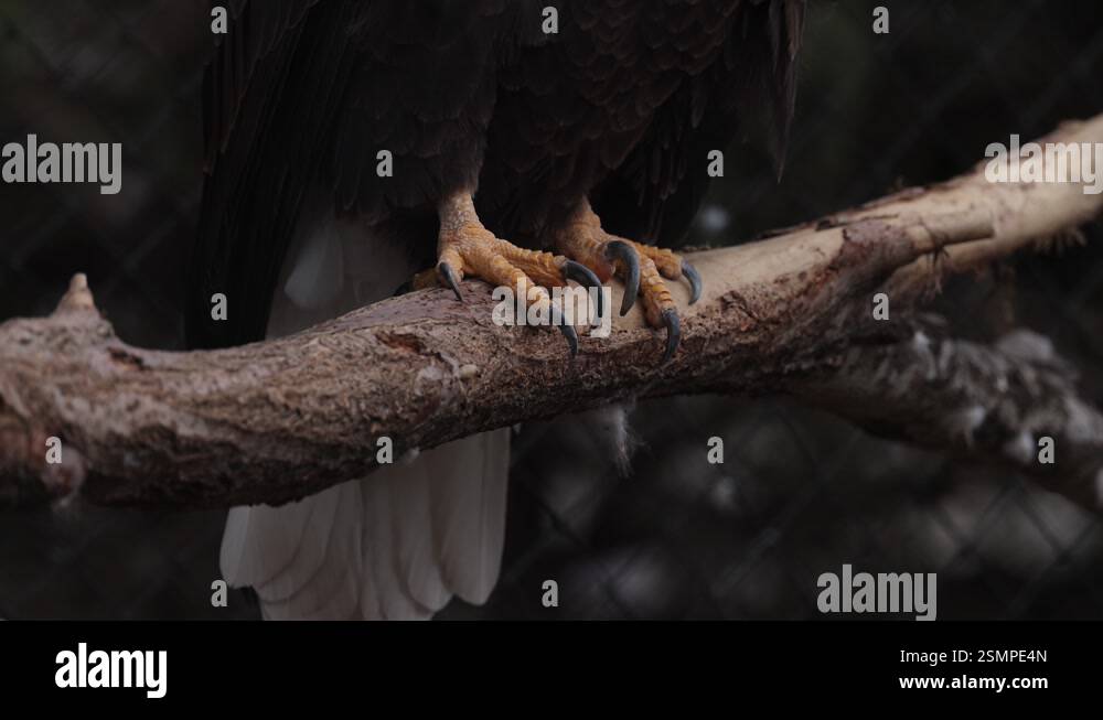Bald eagle talons Stock Videos & Footage - HD and 4K Video Clips - Alamy