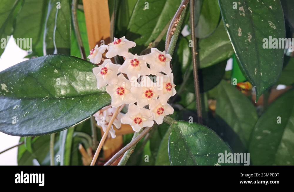 Honeyplant hoya carnosa flower Stock Videos & Footage - HD and 4K Video ...