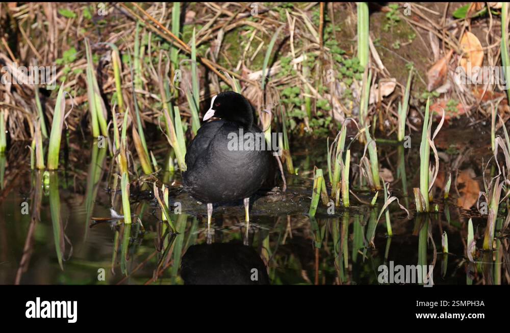 Coot Stock Video Footage - Alamy