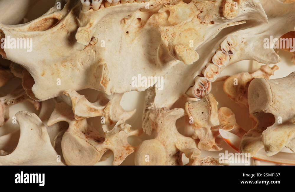 Forest wild animal bones. Dead animal body skeletal bones skull with ...