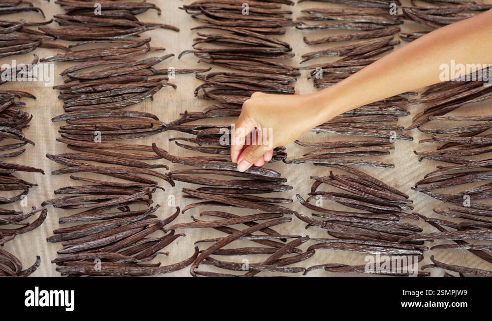Farmer placing a high-quality gourmet vanilla pod on a drying tray Stock Video Footage - Alamy