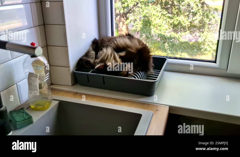 Furry fluffy cat sleeping in a weird place inside the house, Maine coon ...