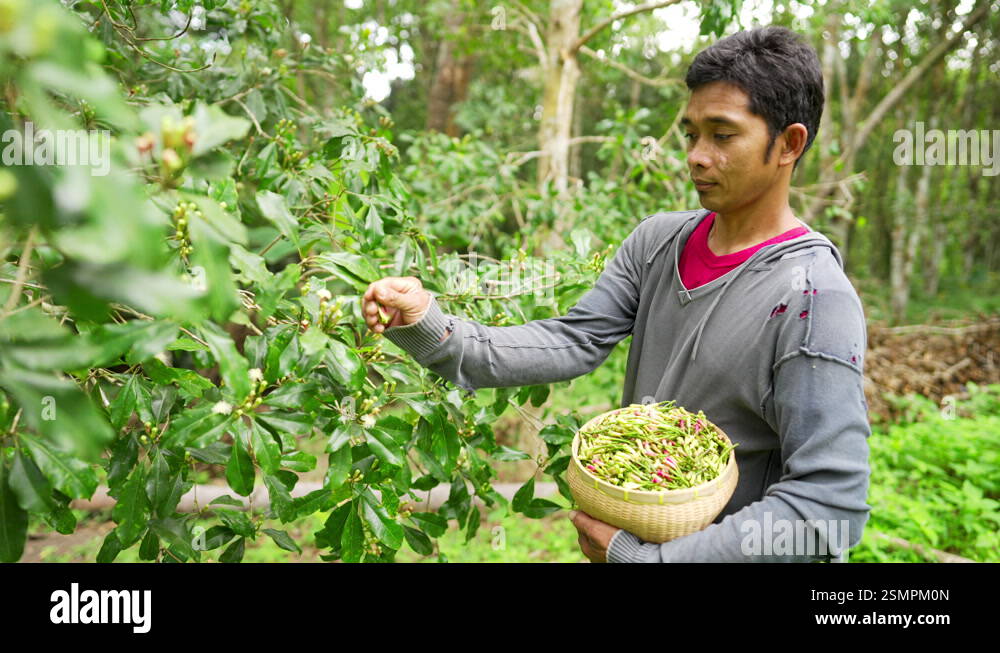 Man clove farmer handpicking clusters of clove buds and stem on farm ...