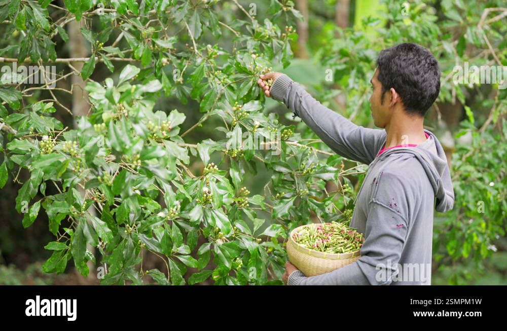 Male clove farmer harvesting fresh clove buds and stem on a tree in ...