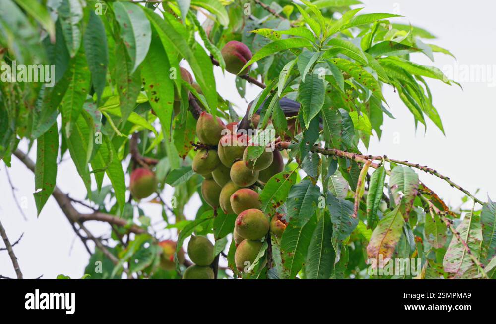White eared sibia eating fruits in the tree, endemic bird from Taiwan ...