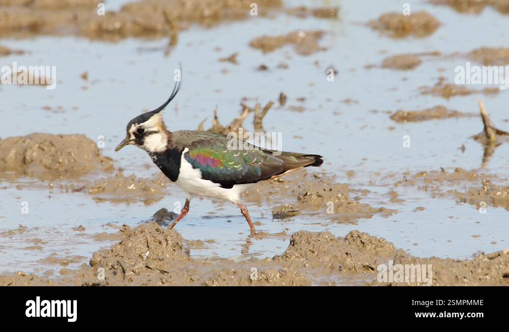 lapning, Vallus vanellus, foraging in shallow water Stock Video Footage ...