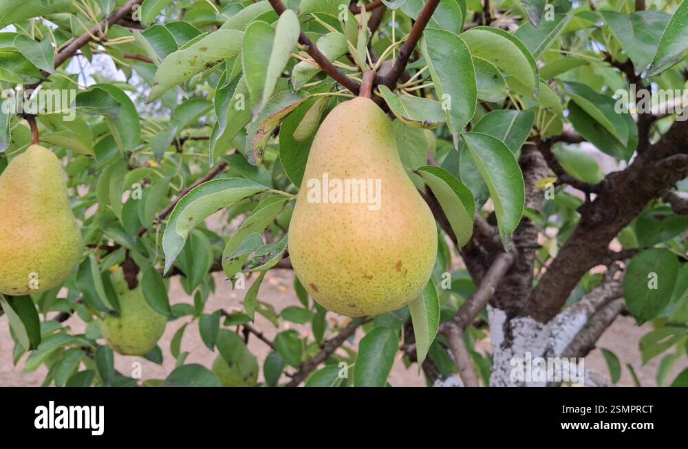 Pears in tree Stock Videos & Footage - HD and 4K Video Clips - Alamy