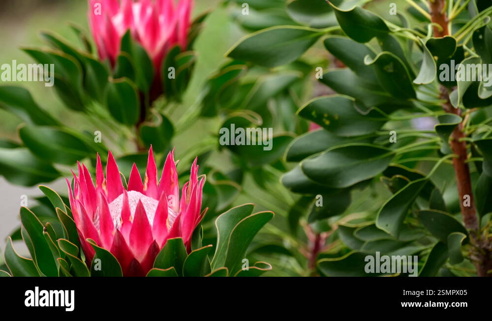 Distinctive pink flower heads of King Protea sway in wind, telephoto ...