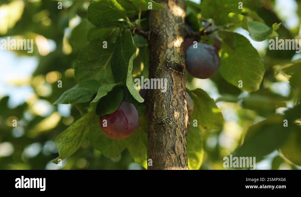 Purple summer plums hanging on a tree.Unpicked plums Stock Video ...