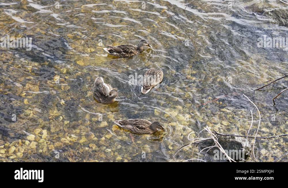 Ducks swimming gracefully in a crystal-clear stream Stock Video Footage ...