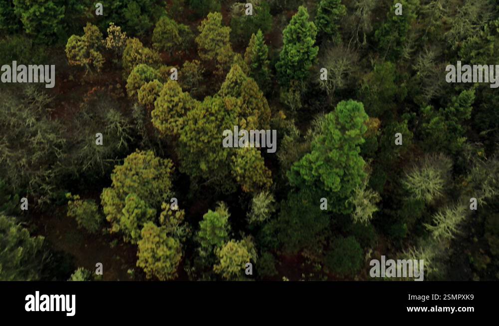 Top-down drone flight over pine tree canopy reveals high-altitude peaks ...