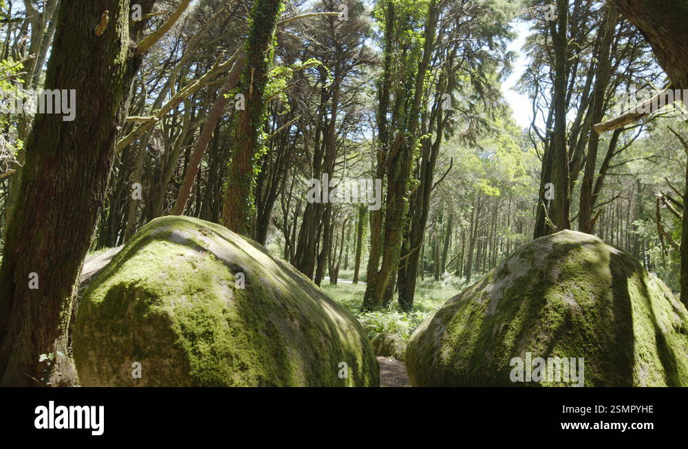 Slow motion camera inside deep dense forest on the sunset. Presence ...